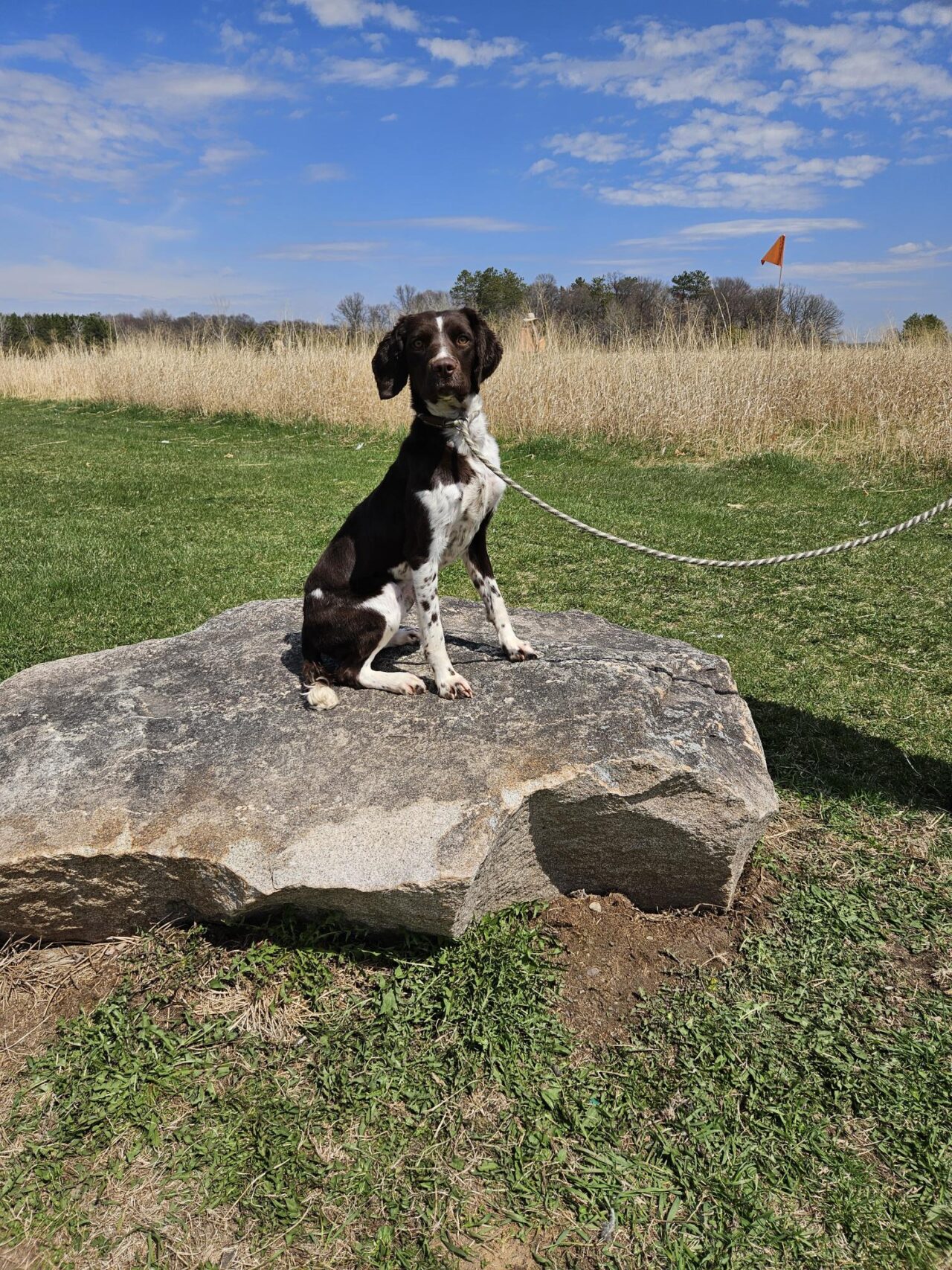 Started Dogs | Pine Shadows | Hunting | Dog Training | Daybreak Hunting Lodge | Corporate ...