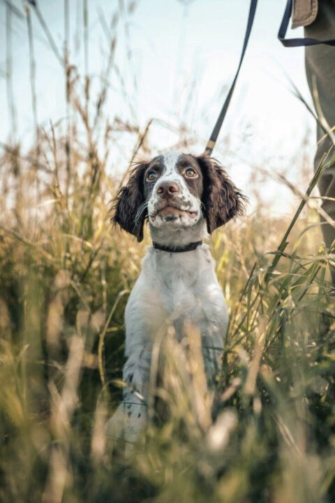 Started Dogs | Pine Shadows | Hunting | Dog Training | Daybreak Hunting Lodge | Corporate ...