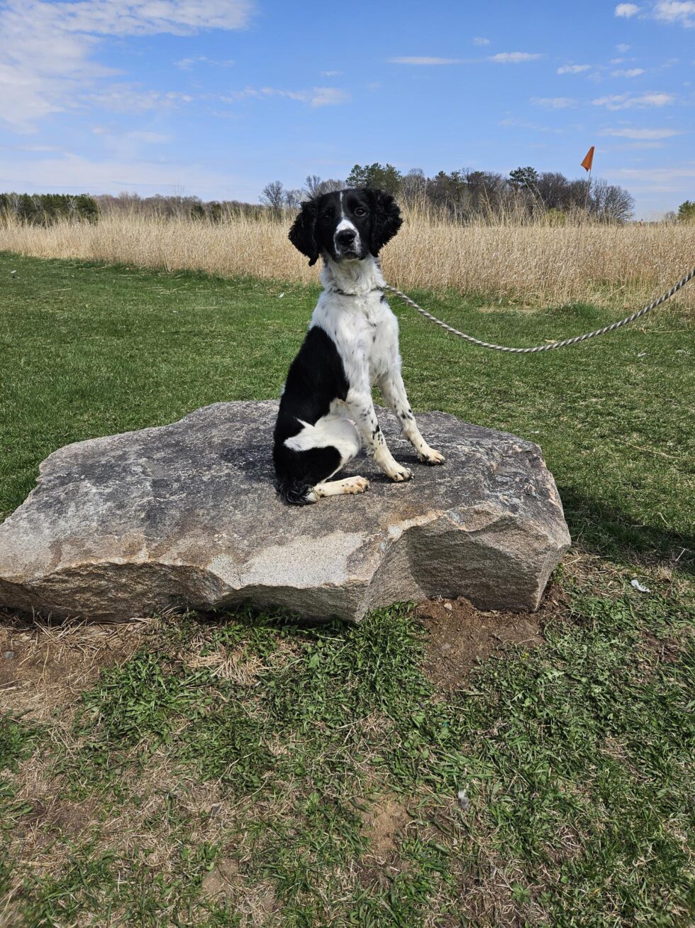 Started Dogs | Pine Shadows | Hunting | Dog Training | Daybreak Hunting ...