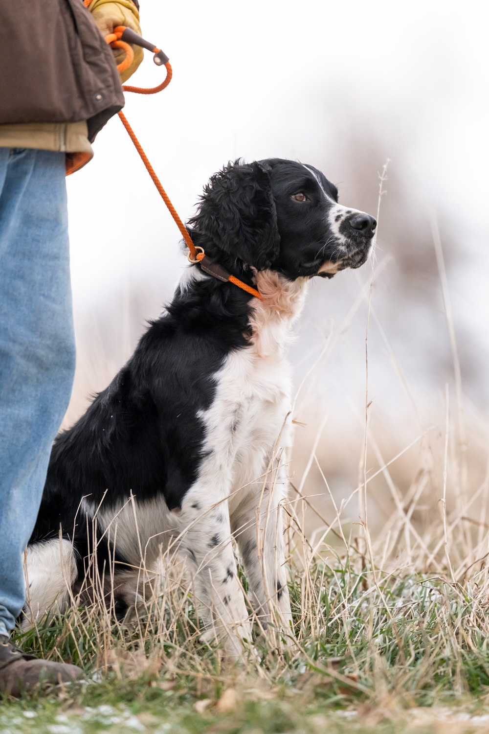 Boarding and Grooming | Pine Shadows | Hunting | Dog Training ...