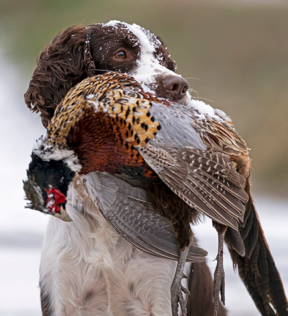 Hunting | Pine Shadows | Hunting | Dog Training | Daybreak Hunting ...