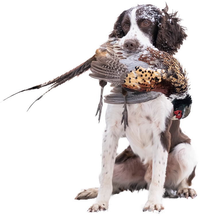 Pine Shadows | Hunting | Dog Training | Daybreak Hunting Lodge ...